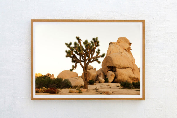 Joshua #25 – Pampa - US